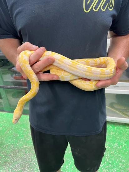 2023 Super Dwarf White Tiger Snow Maker Reticulated Python by 816 ...