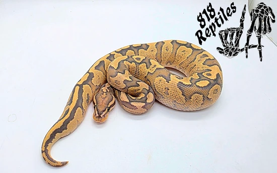 Hypo Cypress? Fire Yellowbelly 66% Het Clown Ball Python by 818 Reptiles