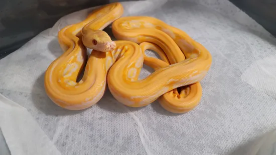 Lavender Super Tiger Reticulated Python by 8 Ball Exotics