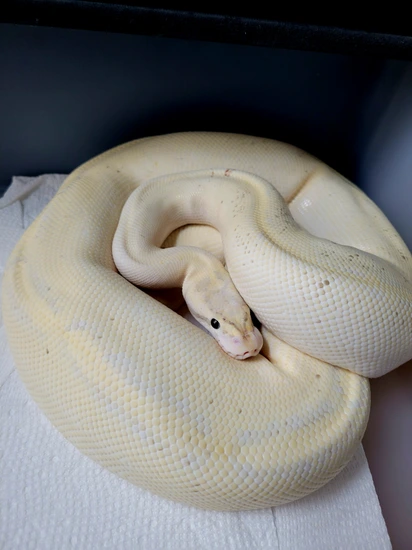 Puma 1 Ball Python by MOAB Pythons