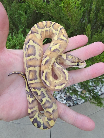 Leopard Super Spark Ball Python by MOAB Pythons