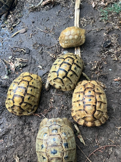 Syrian Greek Tortoise 5 by California testudo farm