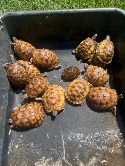 Juveniles Box Turtles 11 Large Size by California testudo farm