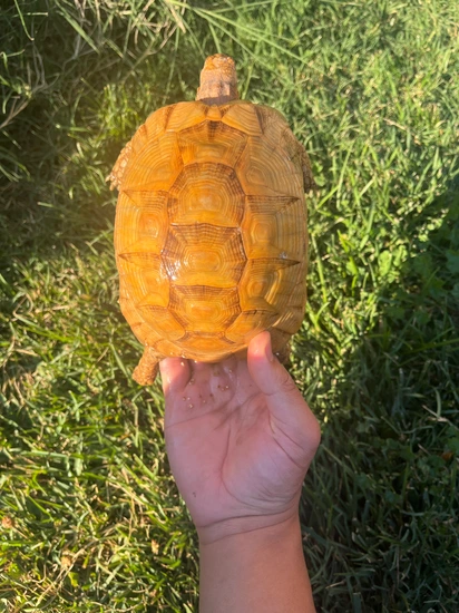 Orange Golden Greek Tortoise Female by California testudo farm