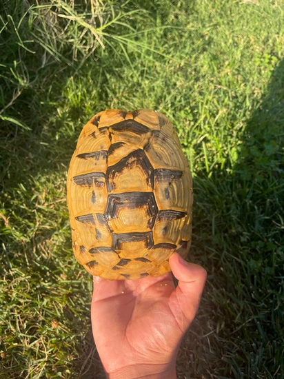 Golden Greek Tortoise Female by California testudo farm