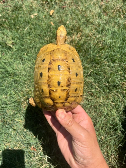 Golden Greek Tortoise Female by California testudo farm