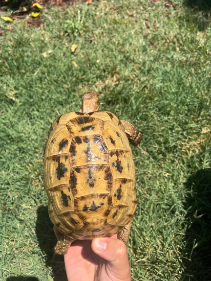 Golden Greek Tortoise Female by California testudo farm