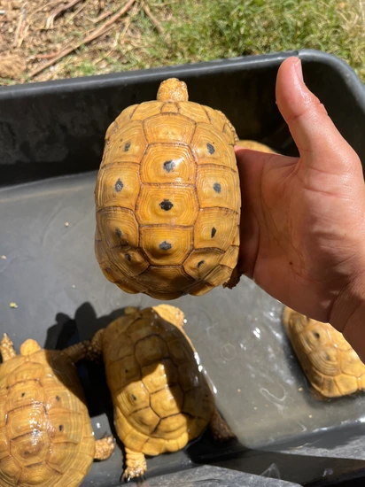 Golden Greek Tortoise Male by California testudo farm