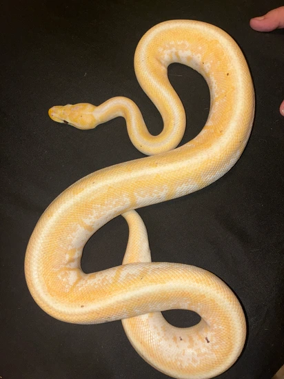 Banana Pinstripe Pastel Spider Ball Python by Aandj pythons