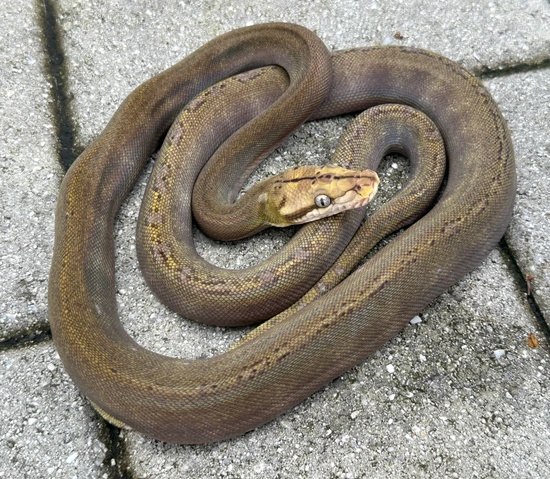 50% Kalaotoa/Madu Anery Phantom Motley Reticulated Python by ...