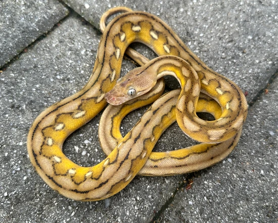 68.75% Kalaotoa/Jampea Platinum Suntiger Reticulated Python by ...