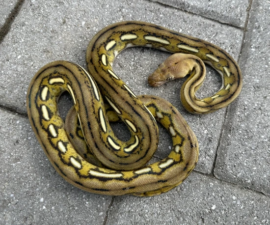 62.5% Kalaotoa Platinum Tiger Het Anery Reticulated Python by Herpetofauna Company
