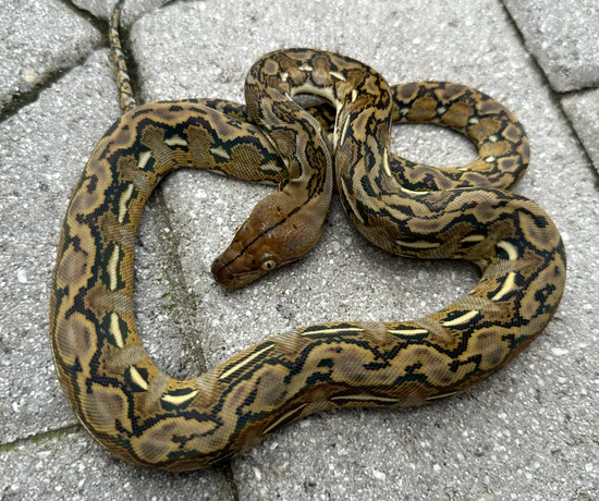 Philippine/Ternate (Philuku) Reticulated Python by Herpetofauna Company