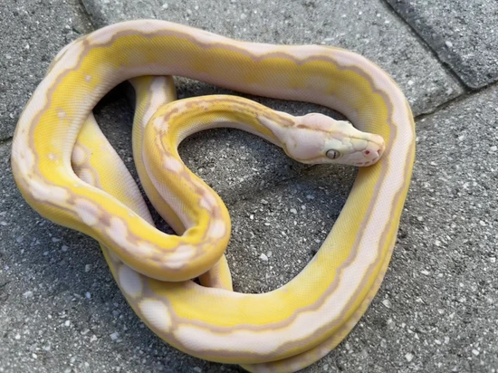 56.25% Kalaotoa/Jampea Purple Motley Snow Reticulated Python by ...