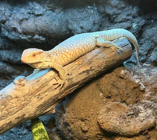 CB Hypo/high Orange Savannah Monitor by Serpent Gardens