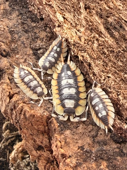 🐞BUNDLE🐞 P.expansus/pineapples/more Isopod by Serpent Gardens