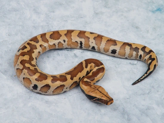 Marter/VPI, 100% Het T+ Albino Blood Python by Arrowhead Serpents