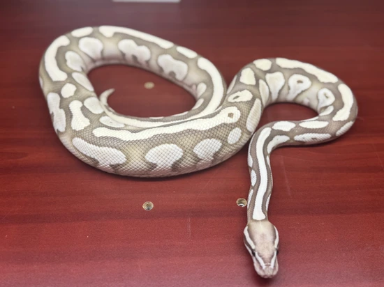 Marvelo Ball Python by Anakin’s Exotics