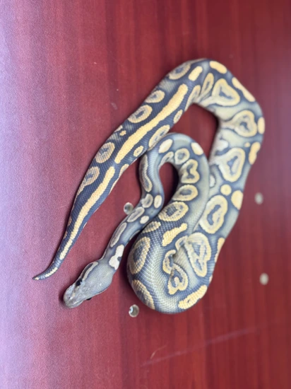 Tiger Ball Python by Anakin’s Exotics
