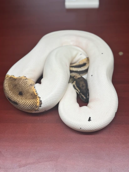 Deer Track Ball Python by Anakin’s Exotics