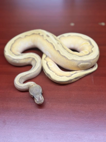 Tito Ball Python by Anakin’s Exotics