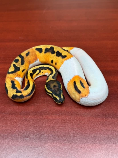 Super Orange Dream Leopard Yellow Belly Pied Ball Python by Anakin’s ...