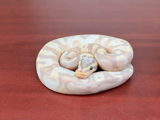 Banana Enchi Pastel Ball Python by Anakin’s Exotics