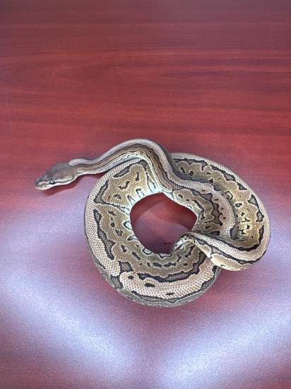 Pinstripe Ball Python by Anakin’s Exotics