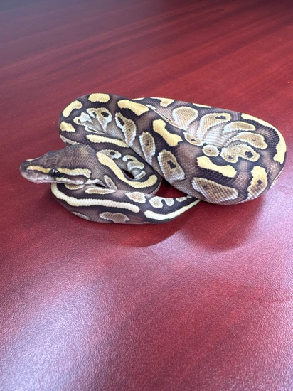 Pastel Lesser Het Hypo Ball Python by Anakin’s Exotics