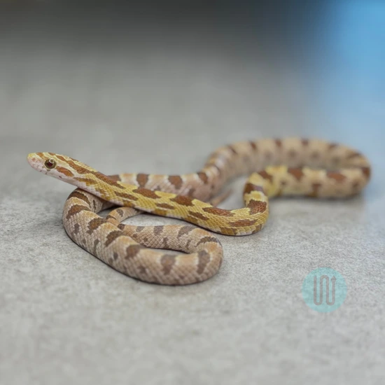 Amber Male Corn Snake by Wreptile