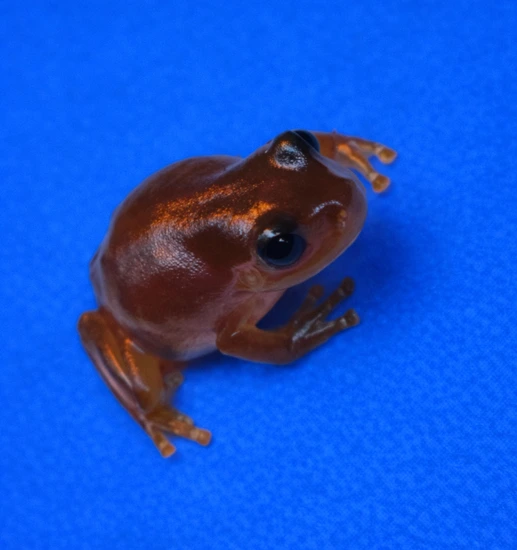 Melanoid Whites Tree Frog Axolotl by AK AXolotls