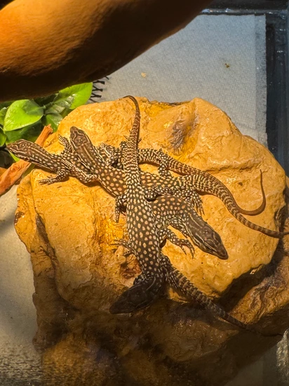 Baby Red Ackies! Ackie Monitor by Welch Monitor Works