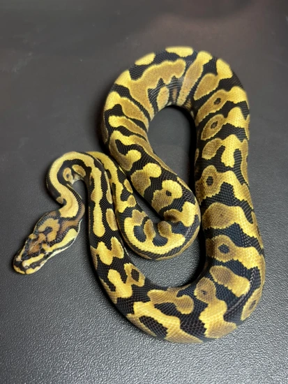 Enchi Spotnose Yellowbelly Het Clown Ball Python by Abstract Pythons
