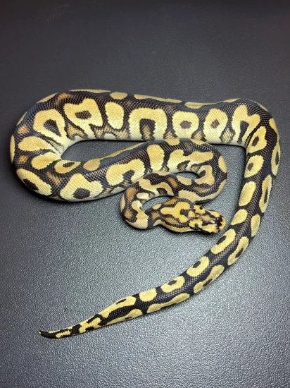 Spotnose Clown Ball Python by Abstract Pythons