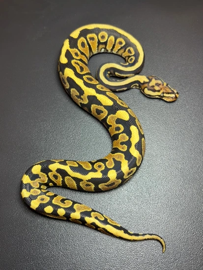 Spotnose Yellowbelly Het Clown Ball Python by Abstract Pythons