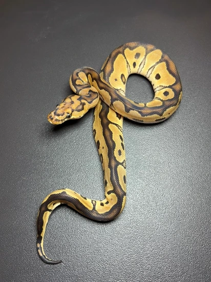 Clown Ball Python by Abstract Pythons