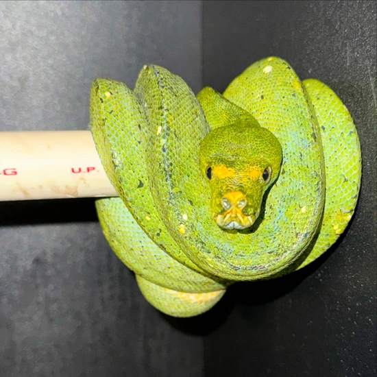 Green Tree Python (Biak) by Abby’s Reptiles and Exotics