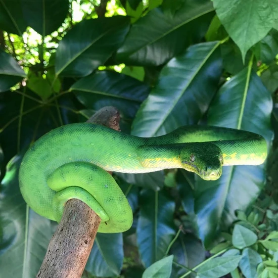 Patternless Emerald Tree Boa (Corallus Caninus) Other Tree Boa by Abby ...