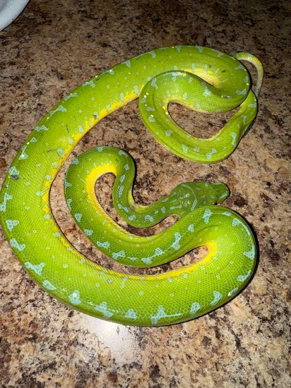 Green Tree Python (Misool Island) by Abby’s Reptiles and Exotics