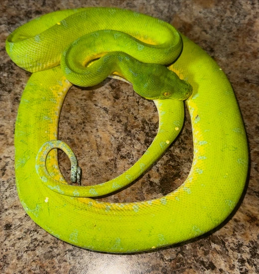 Green Tree Python (Waigeo Island) by Abby’s Reptiles and Exotics