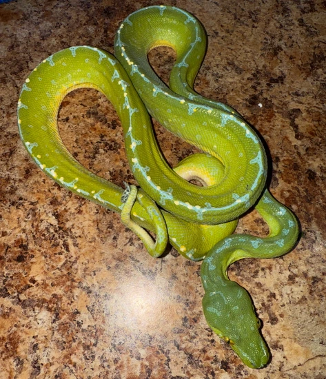 Green Tree Python (Jayapura) by Abby’s Reptiles and Exotics