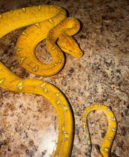 Green Tree Python (Manokwari) by Abby’s Reptiles and Exotics