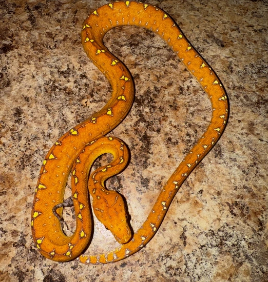 Green Tree Python (Manokwari) by Abby’s Reptiles and Exotics