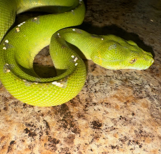 Green Tree Python (Merauke) by Abby’s Reptiles and Exotics
