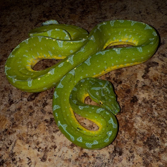 Green Tree Pythons (Sorong) by Abby’s Reptiles and Exotics