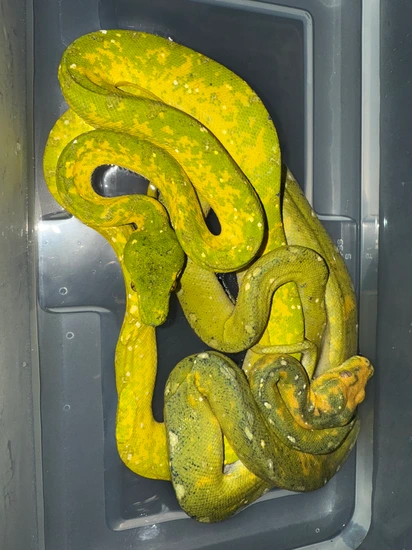Green Tree Pythons (Biak) by Abby’s Reptiles and Exotics