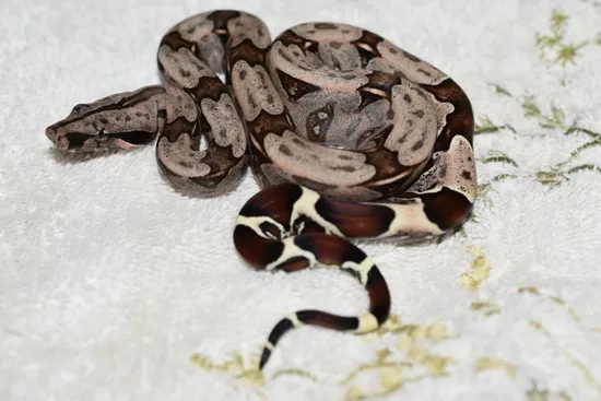 Suriname Futo/WC To Russo True Red-Tailed Boa Constrictor by Ace Boas