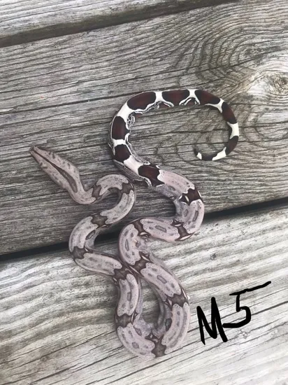 FutoW/C To Russo Bloodline True Red-Tailed Boa Constrictor by Ace Boas