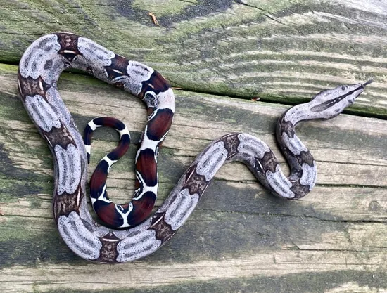 Futo W/C To Russo Suriname True Red-Tailed Boa Constrictor by Ace Boas