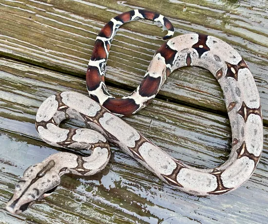 Suriname Pure Futo True Red-Tailed Boa Constrictor by Ace Boas